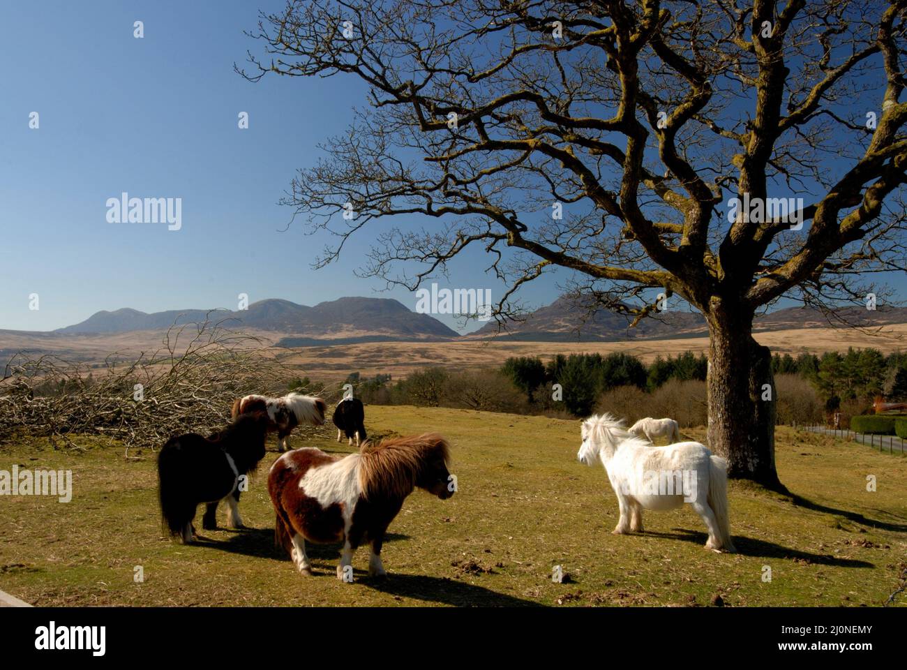 The Rhinog Mountain range, Snowdonia Stock Photo - Alamy