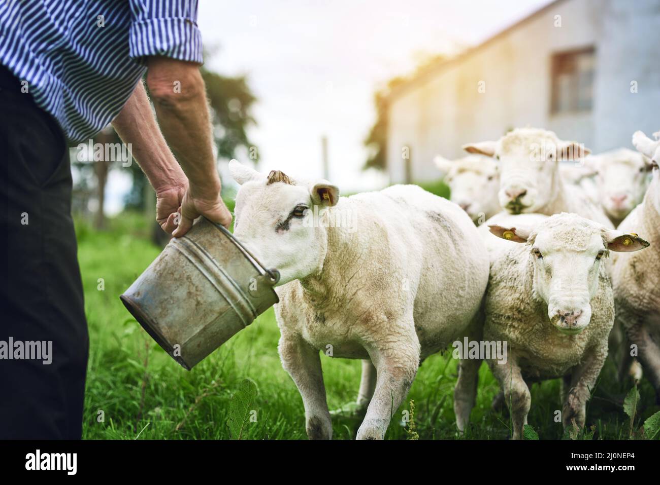 Giving his sheep the good stuff. Cropped shot of a farmer feeding sheep ...