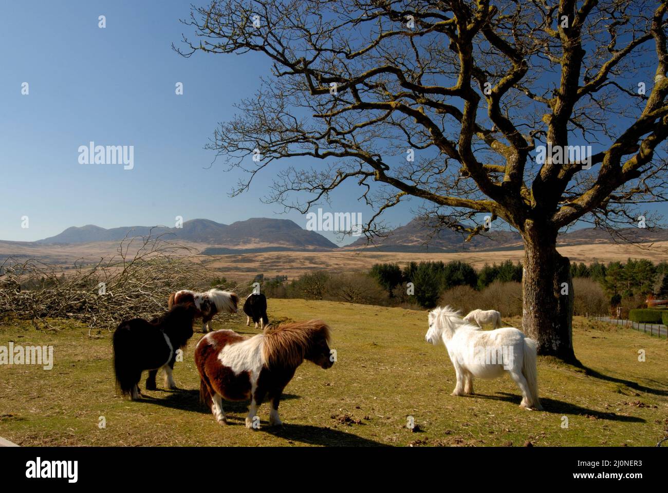 Roman steps north of rhinog fawr hi-res stock photography and images ...