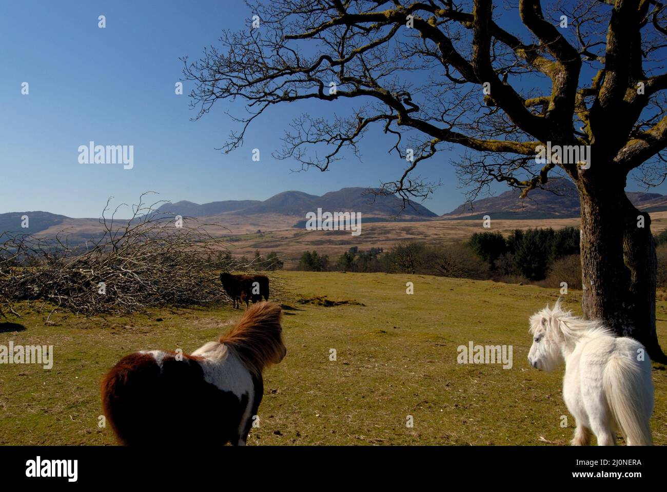 The Rhinog Mountain range, Snowdonia Stock Photo - Alamy
