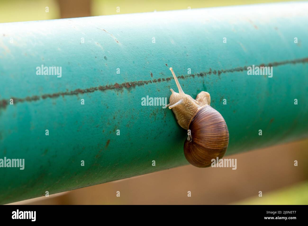 Snail crawling on the steel pole Stock Photo - Alamy