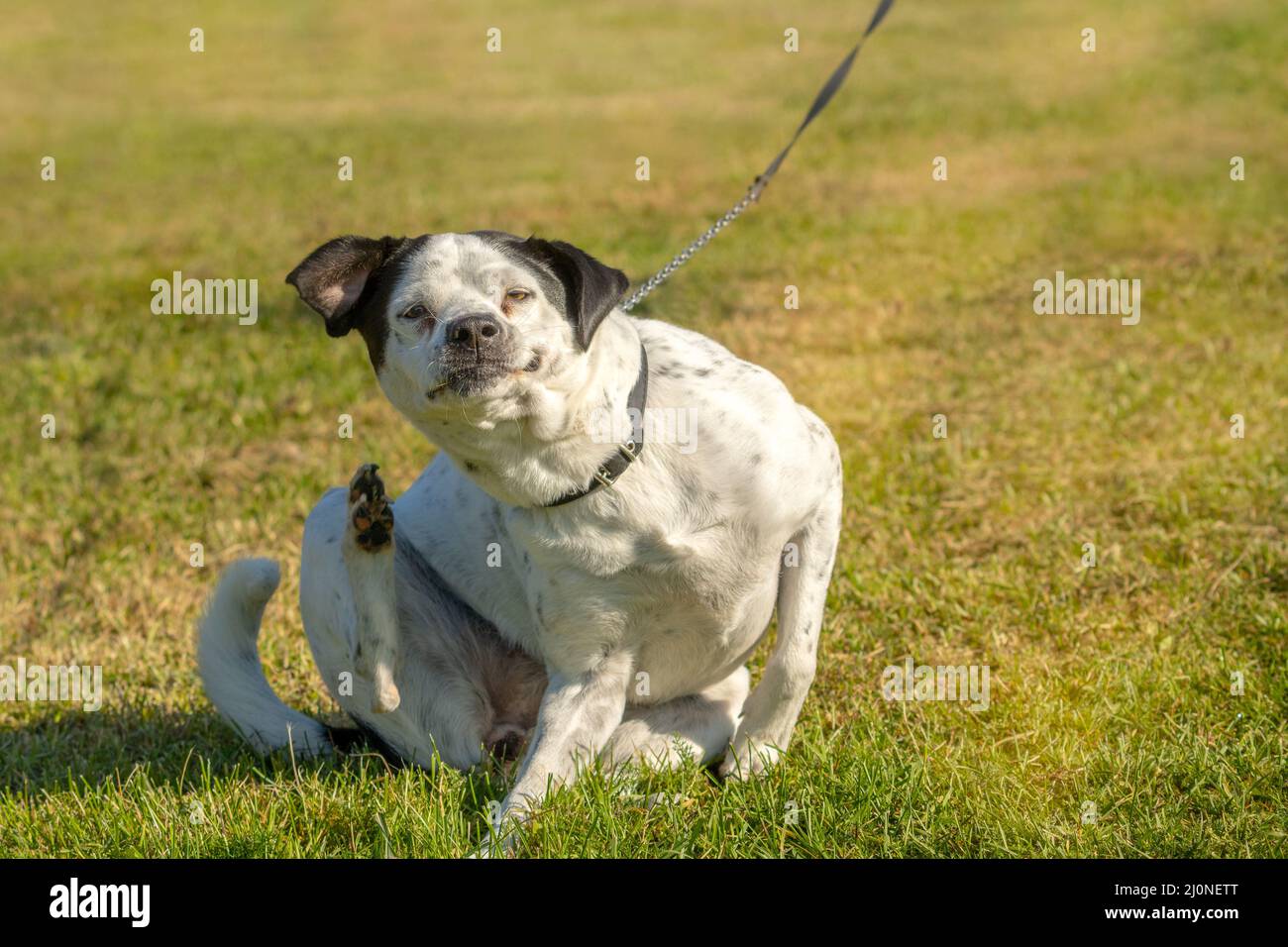Dog scratching itself hi-res stock photography and images - Alamy