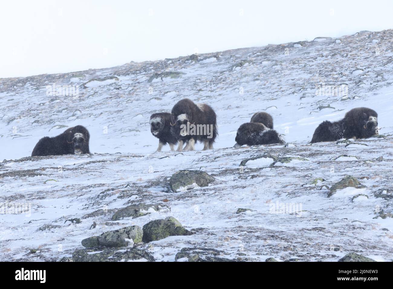 Wild Musk Ox in winter mountains in Norway, Dovrefjell national park ...