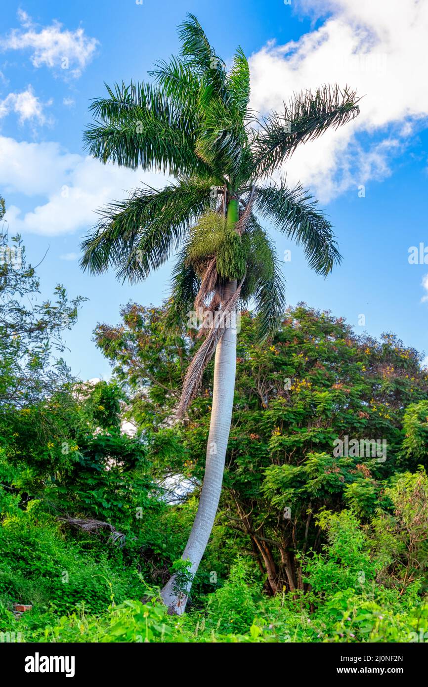 Royal Palm Tree, A Cuban National Symbol Stock Photo - Alamy