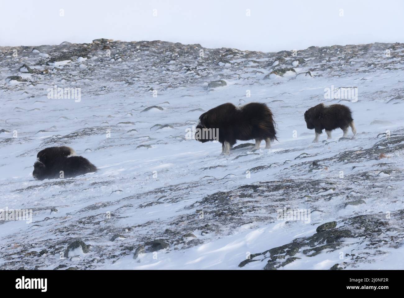 Wild Musk Ox in winter mountains in Norway, Dovrefjell national park ...