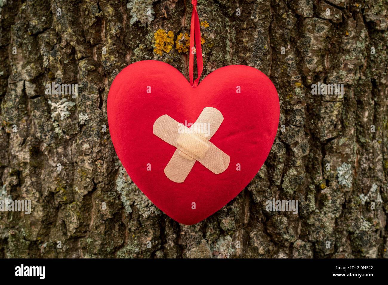 Wounded heart hanging on the tree bark Stock Photo - Alamy
