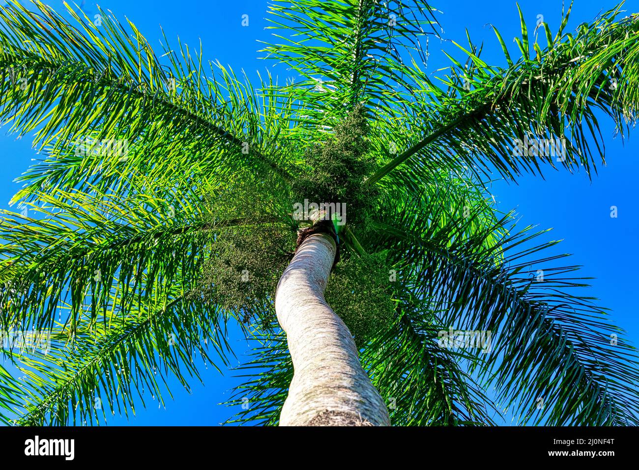 Royal Palm Tree, A Cuban National Symbol Stock Photo - Alamy