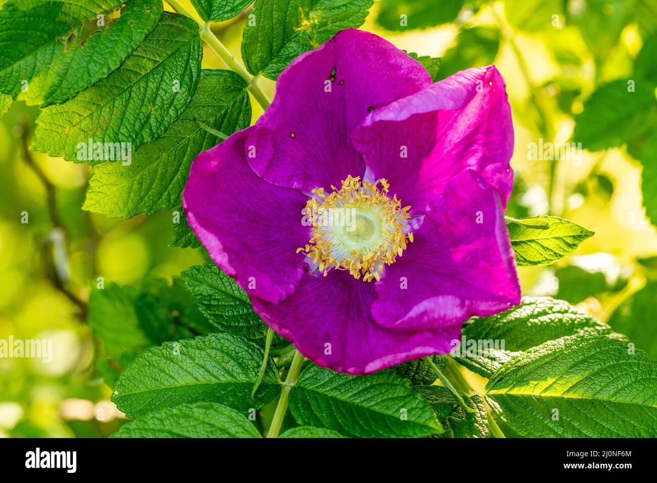 Flower of brier-rose close up view Stock Photo - Alamy