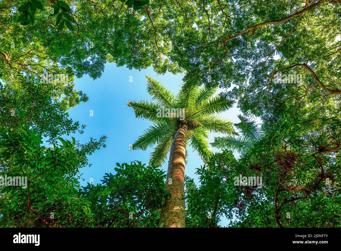 Royal Palm Tree, A Cuban National Symbol Stock Photo - Alamy