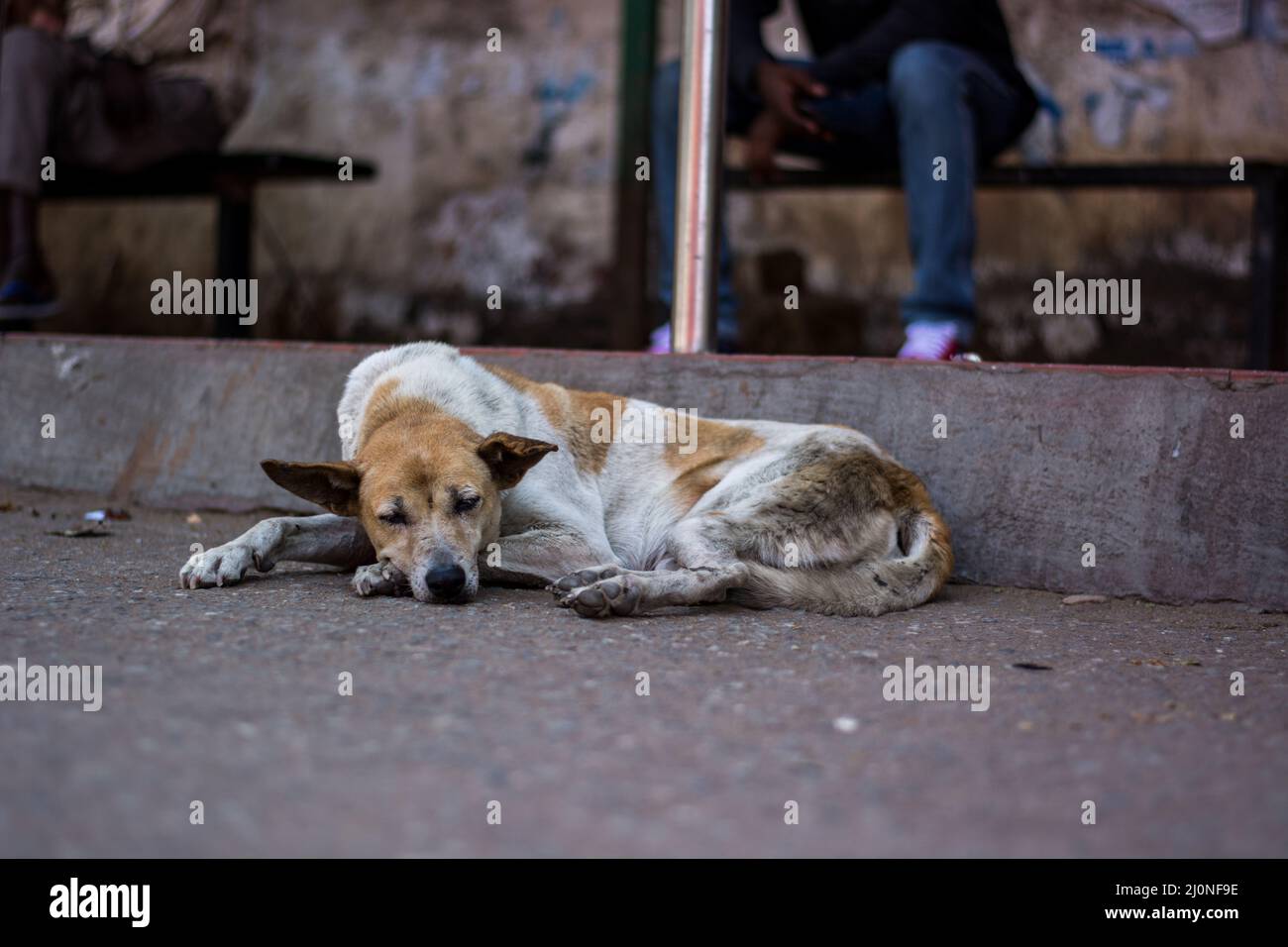 Big stray dog sleeping in the street Stock Photo - Alamy