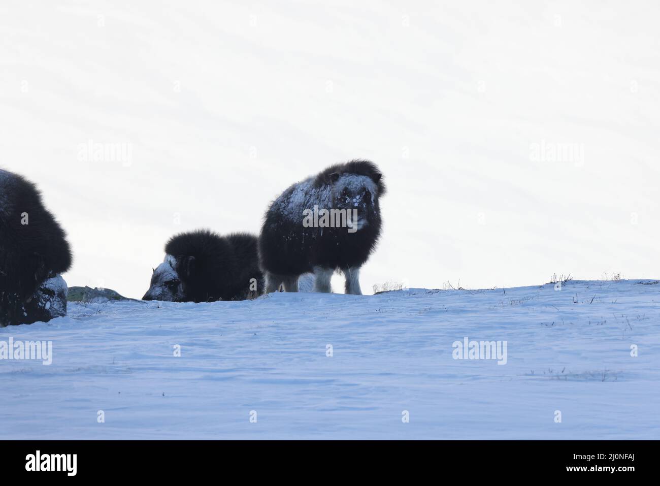 Wild Musk Ox in winter mountains in Norway, Dovrefjell national park ...