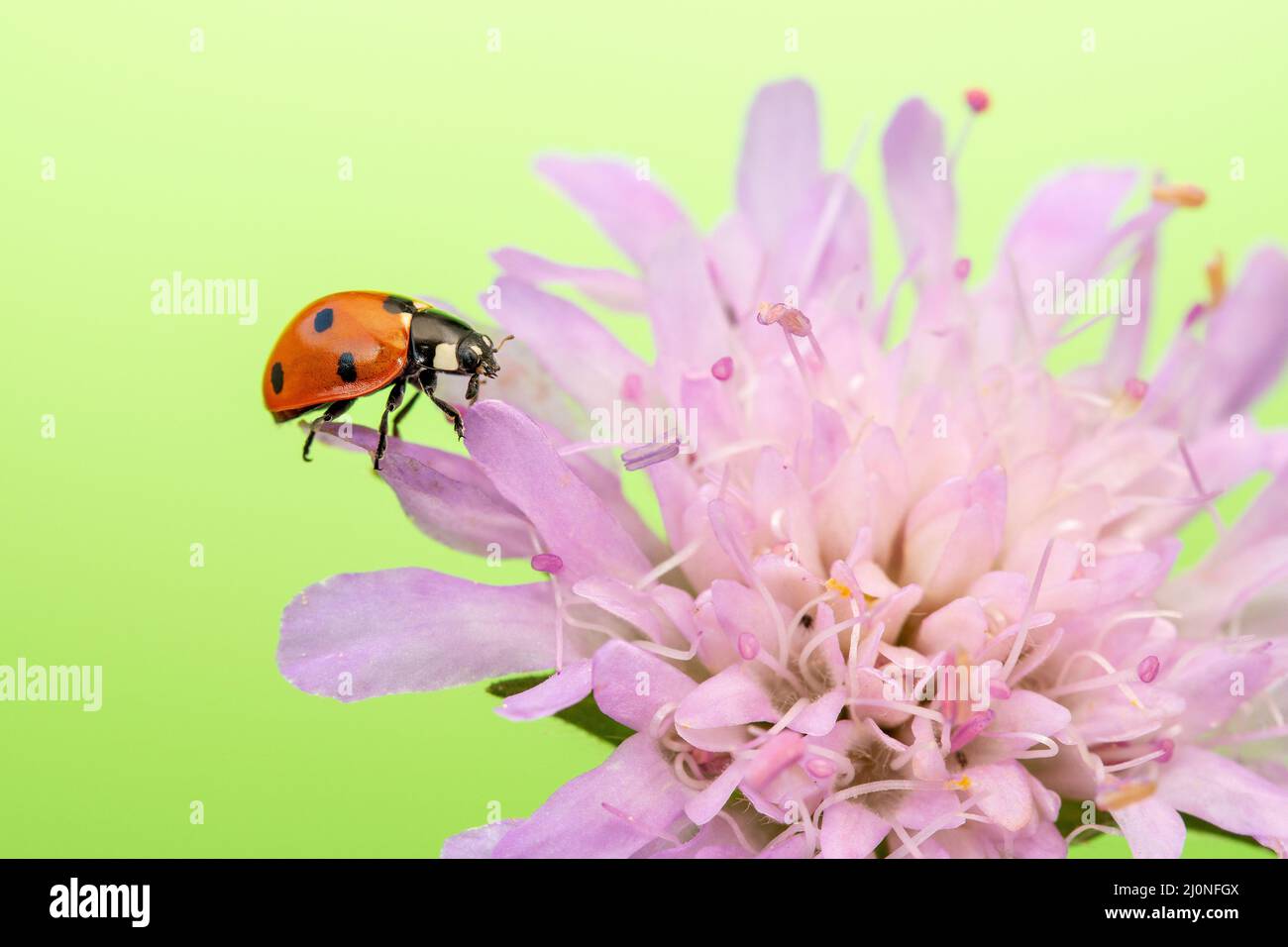Ladybird sits on purple flower Stock Photo - Alamy