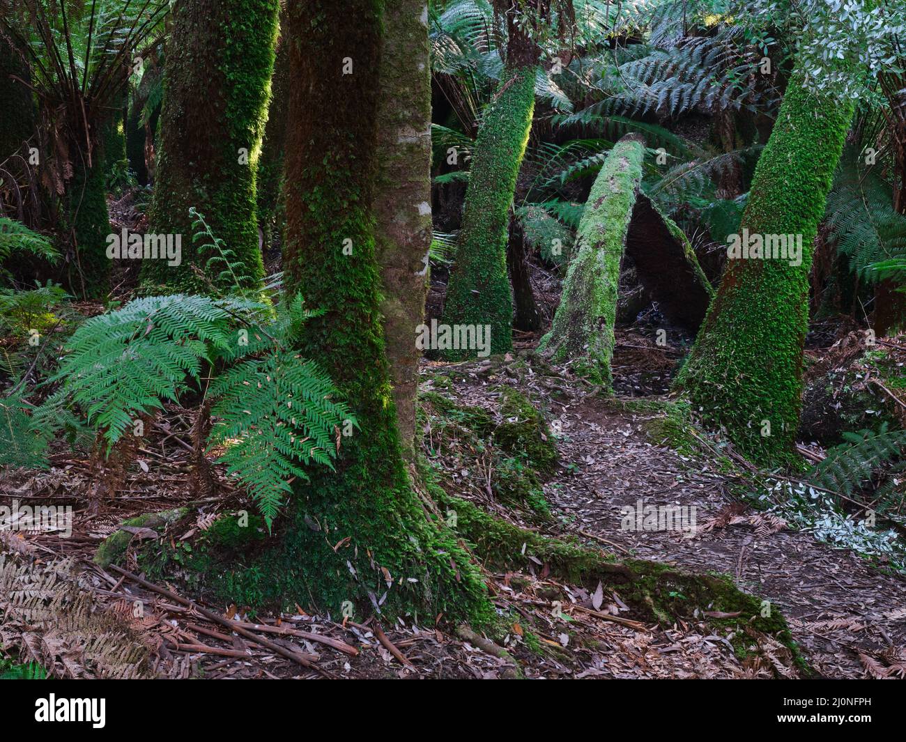 Man ferns hi-res stock photography and images - Alamy