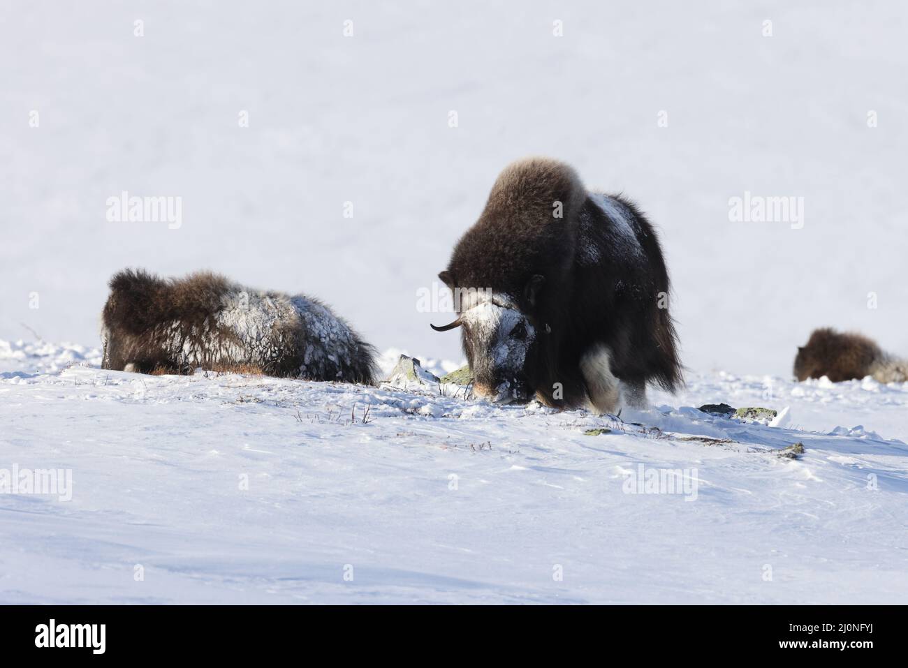 Wild Musk Ox in winter mountains in Norway, Dovrefjell national park ...