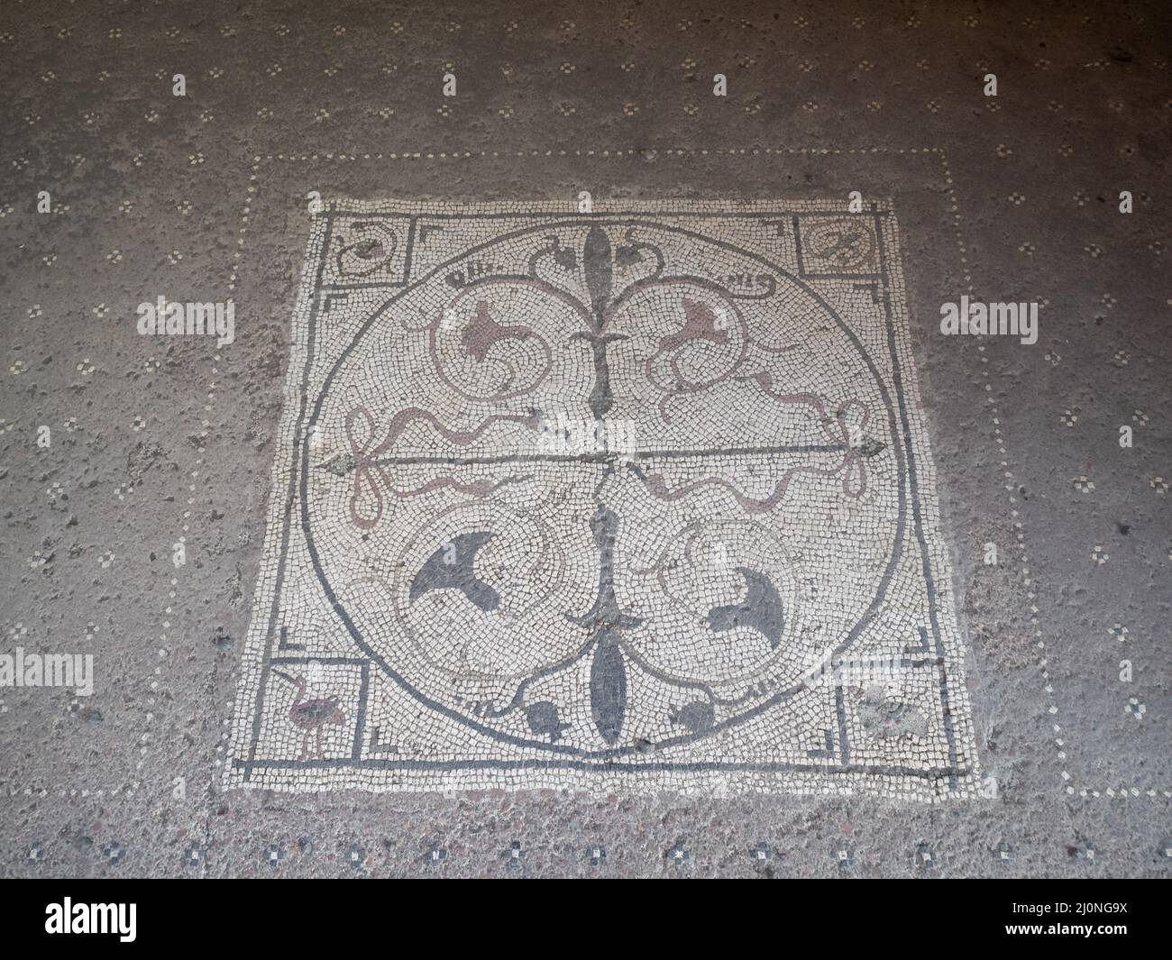 Floor mosaic from the Casa dell'Efebo, Pompeii Stock Photo - Alamy