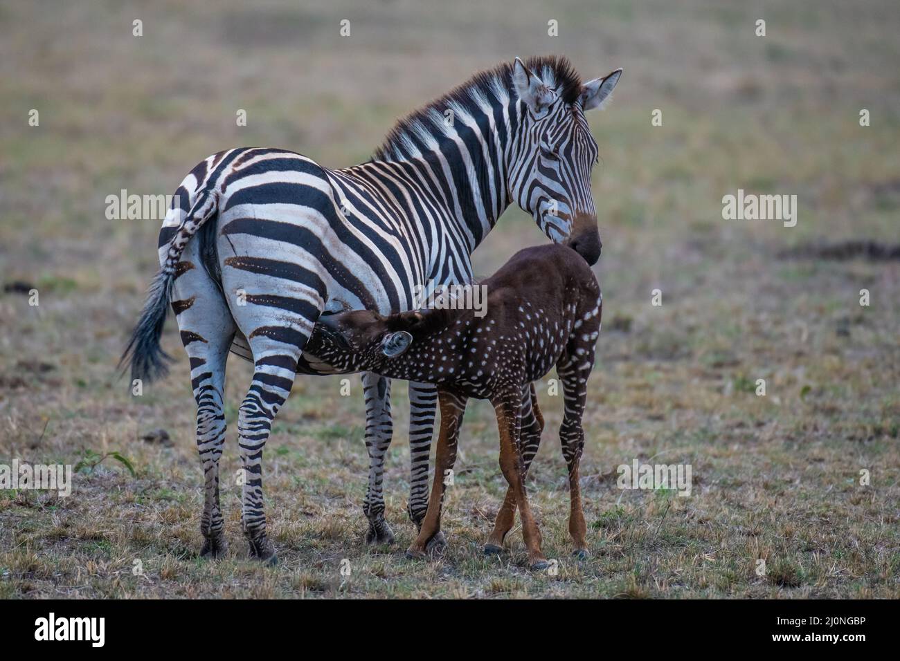 Exchanging stripes for spots, this unique zebra foal was born with a ...