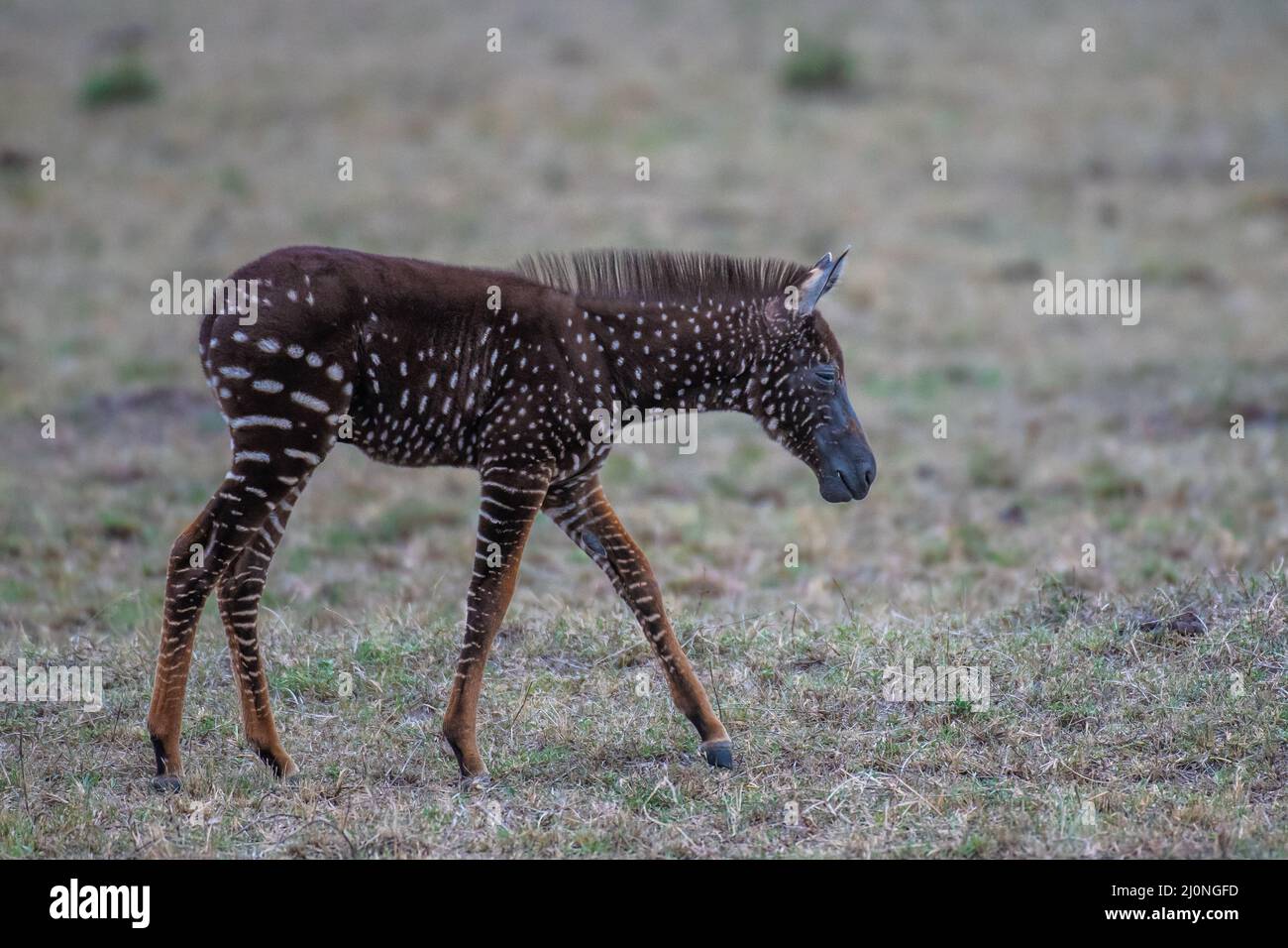 Exchanging stripes for spots, this unique zebra foal was born with a ...