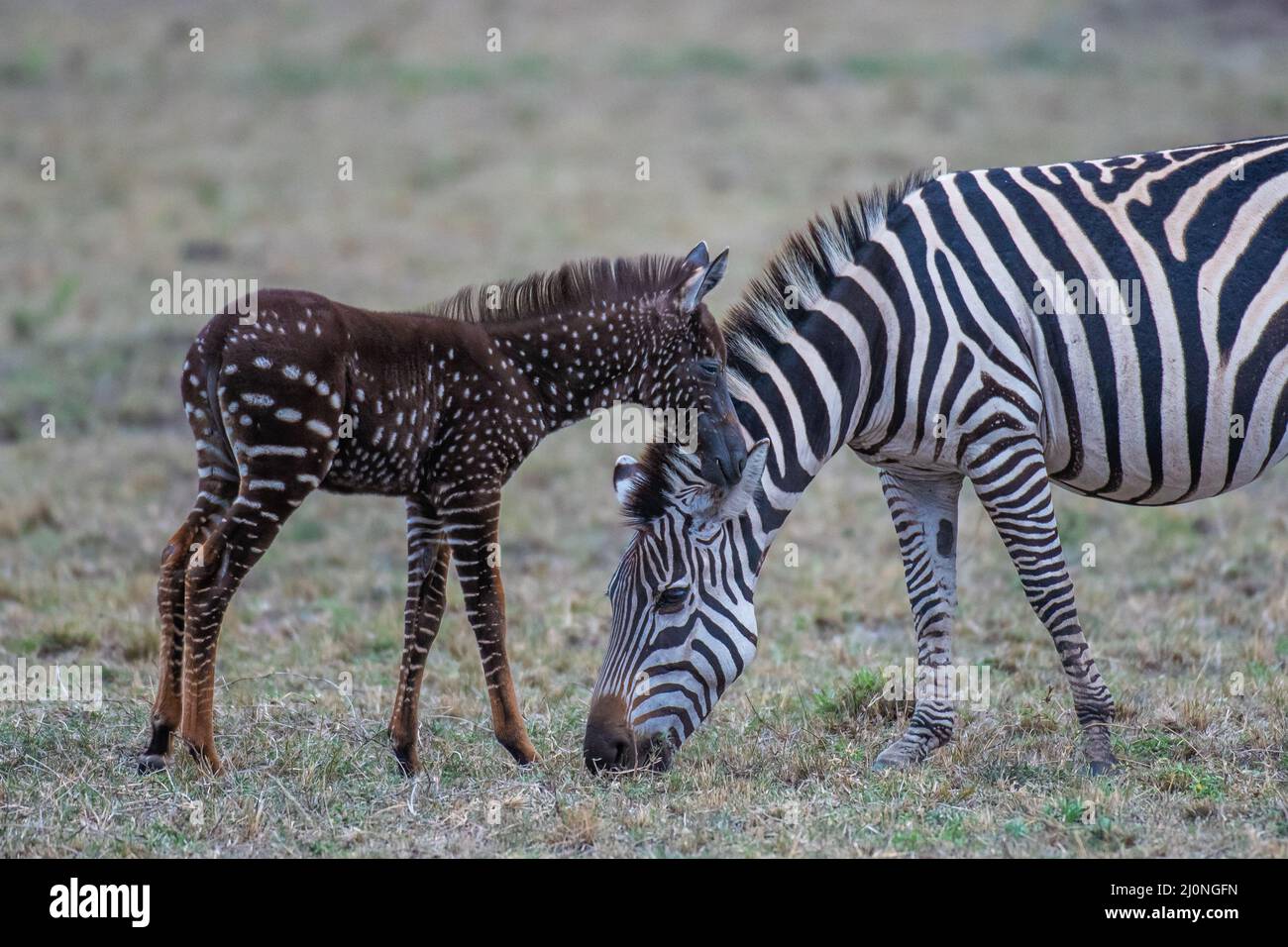 Exchanging stripes for spots, this unique zebra foal was born with a ...