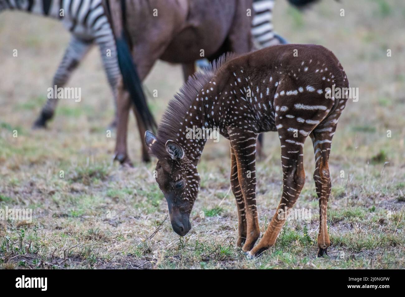 Exchanging stripes for spots, this unique zebra foal was born with a ...