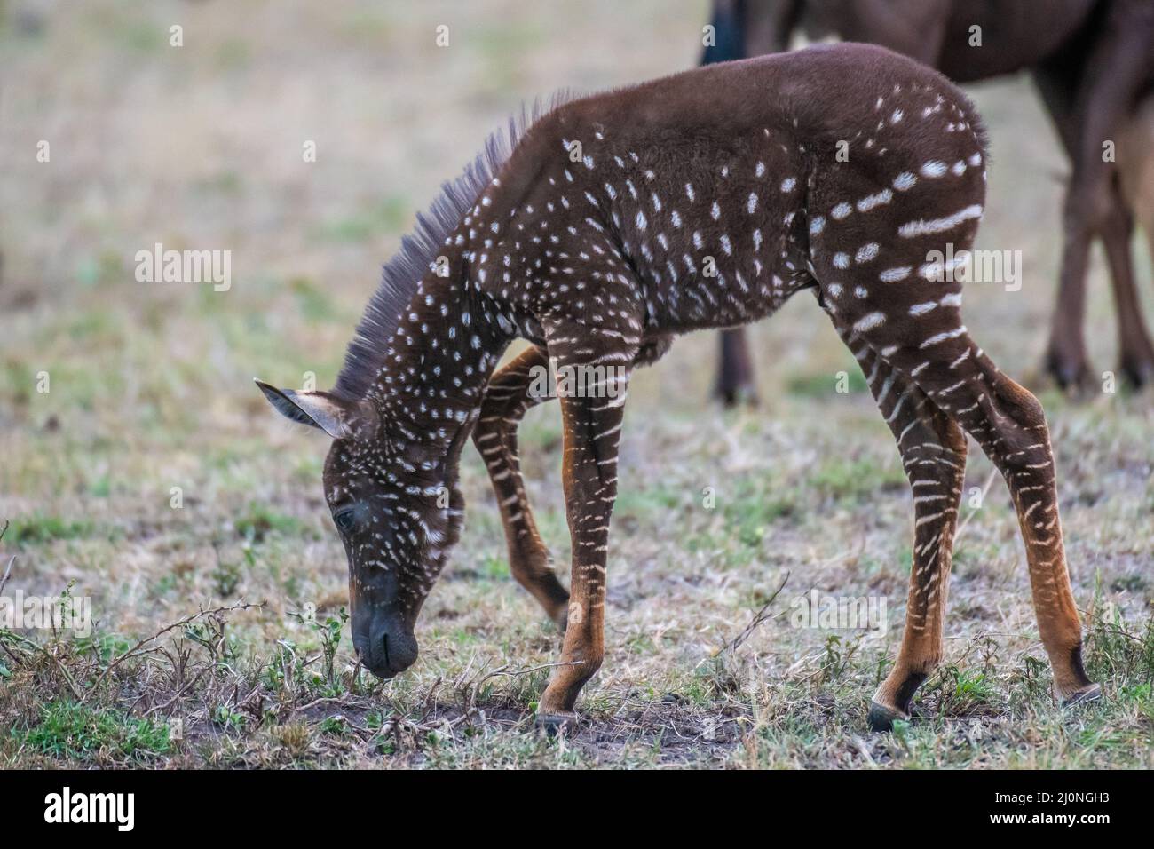 Exchanging stripes for spots, this unique zebra foal was born with a ...