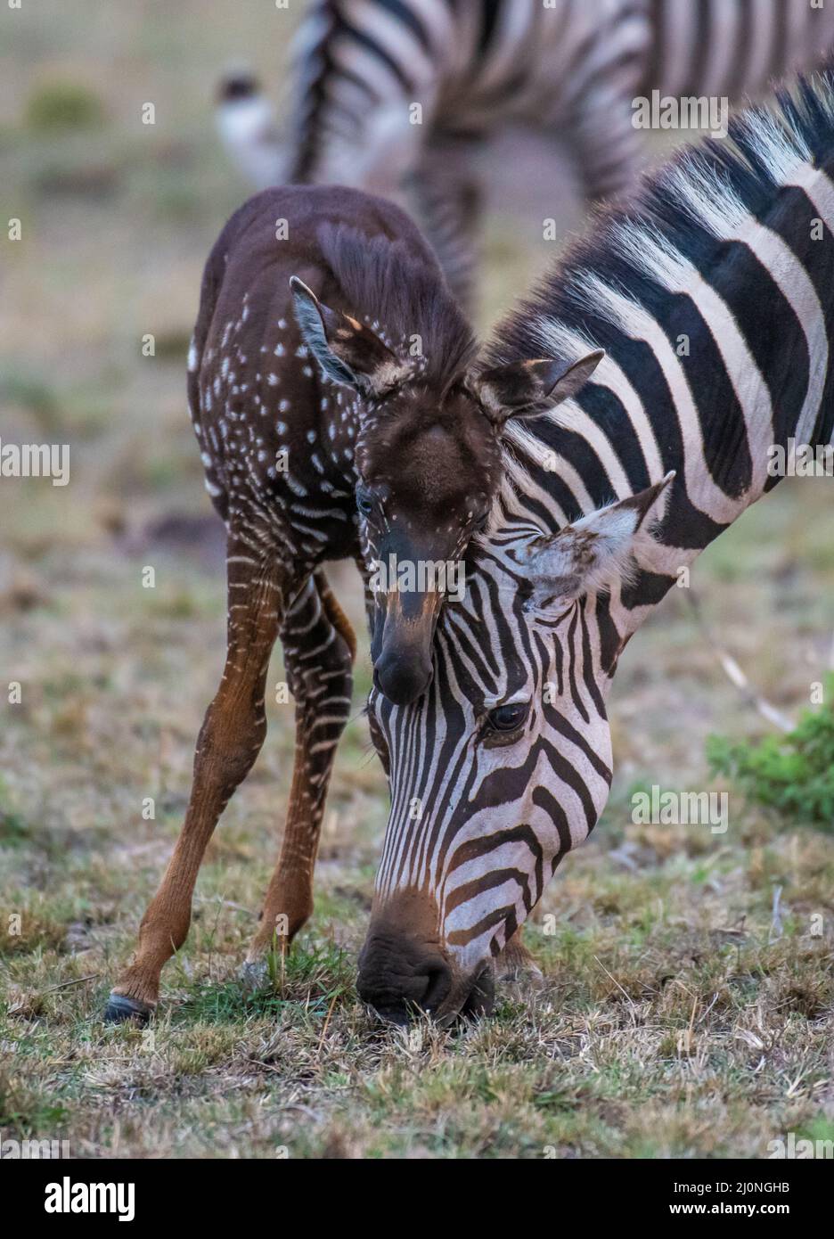 Exchanging stripes for spots, this unique zebra foal was born with a ...