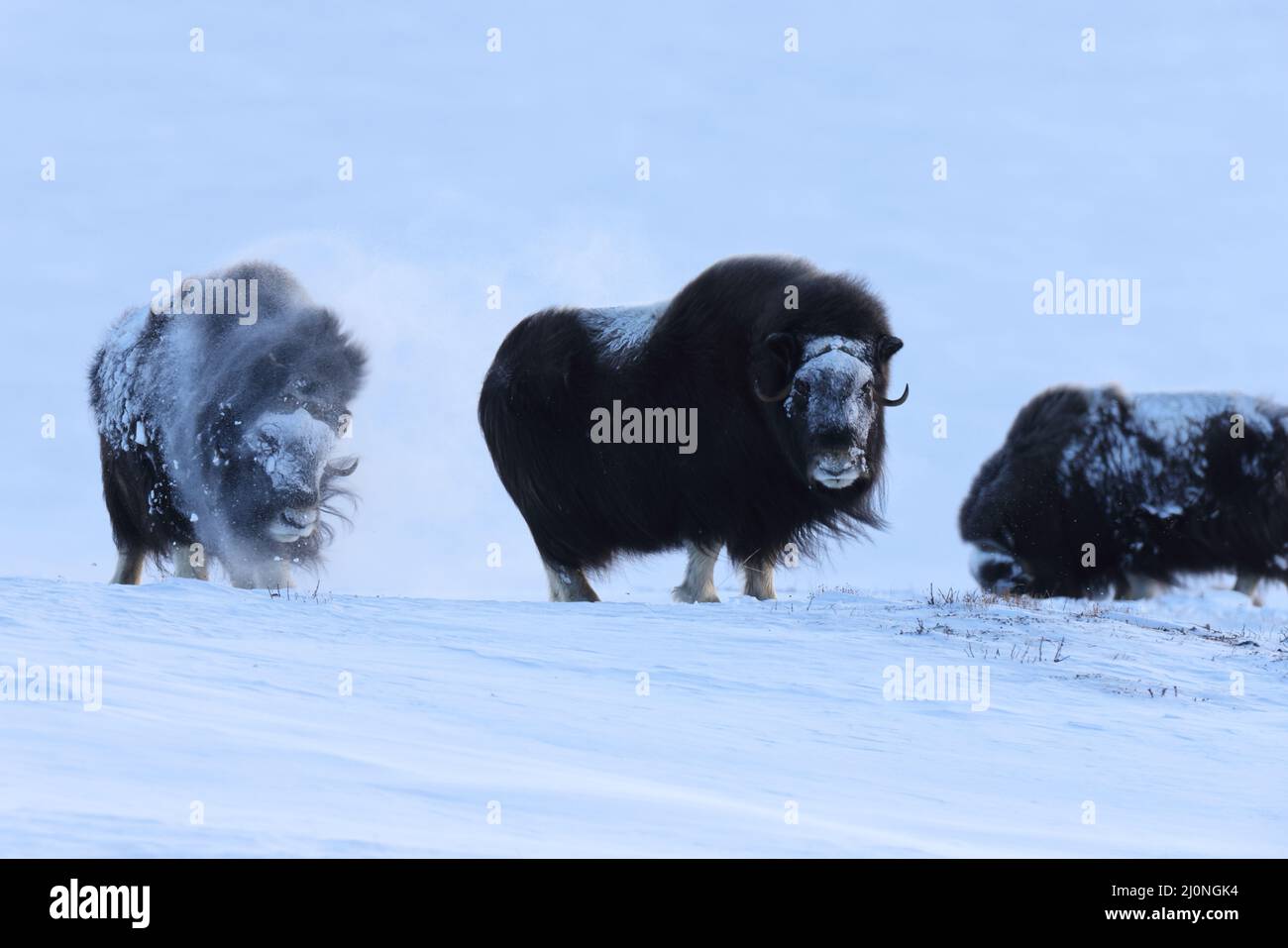 Wild Musk Ox in winter mountains in Norway, Dovrefjell national park ...