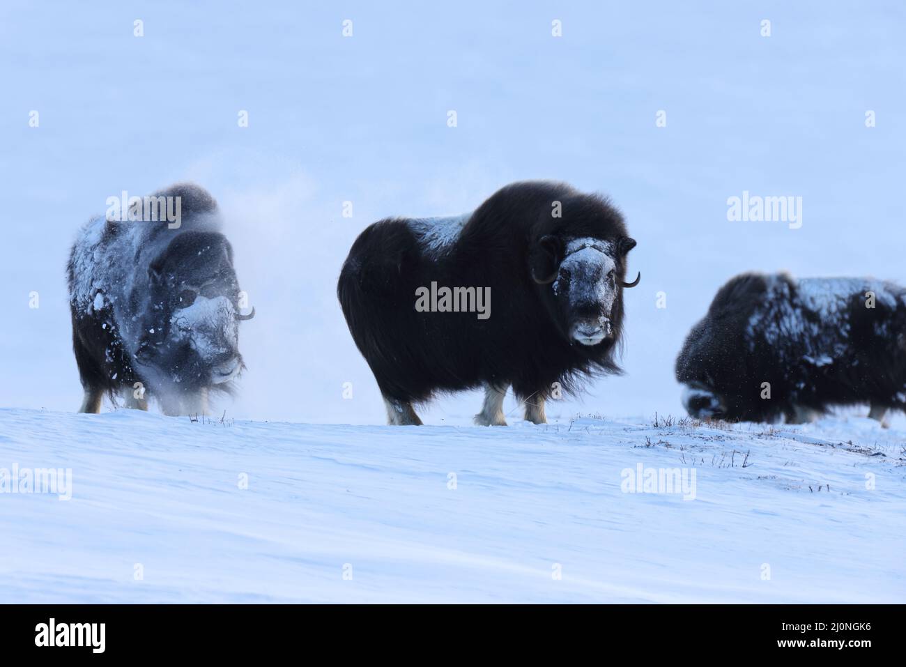 Wild Musk Ox in winter mountains in Norway, Dovrefjell national park ...