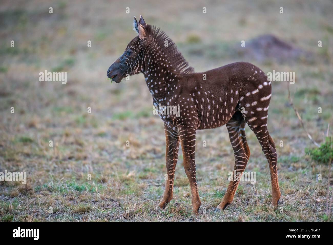 Exchanging stripes for spots, this unique zebra foal was born with a ...