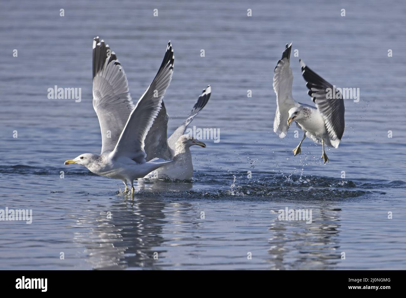 Seagulls searching for fish in the water Stock Photo - Alamy
