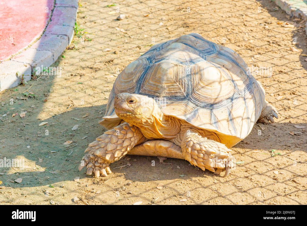 a giant turtle lives in a zoo Stock Photo - Alamy