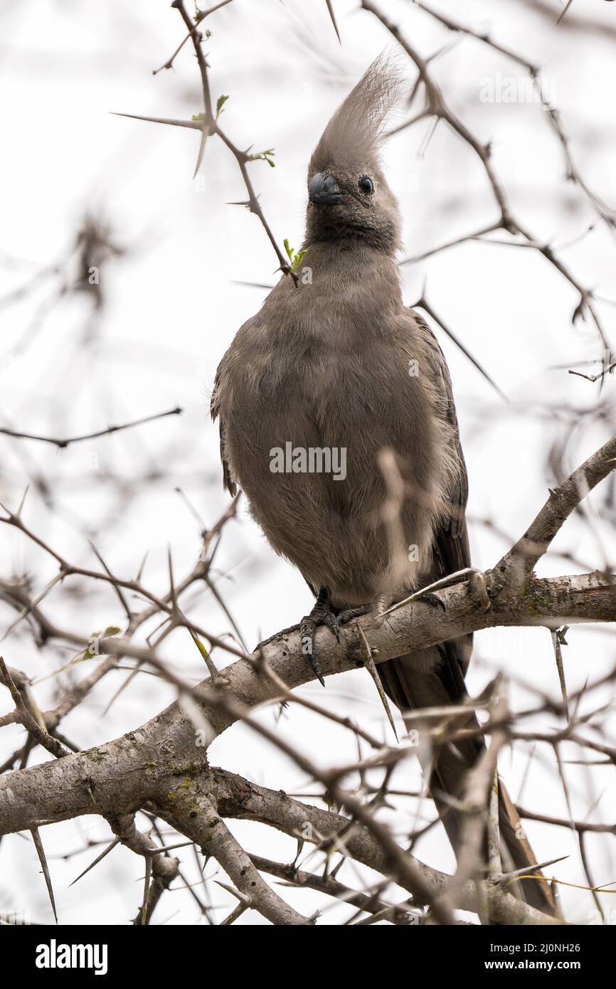 Gray Lourie or Go-Away Bird (Corythaixoides concolor) perched on a tree ...
