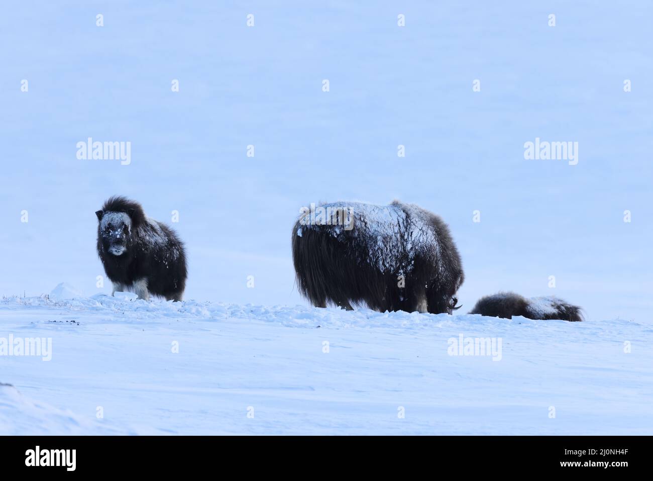 Wild Musk Ox in winter mountains in Norway, Dovrefjell national park ...