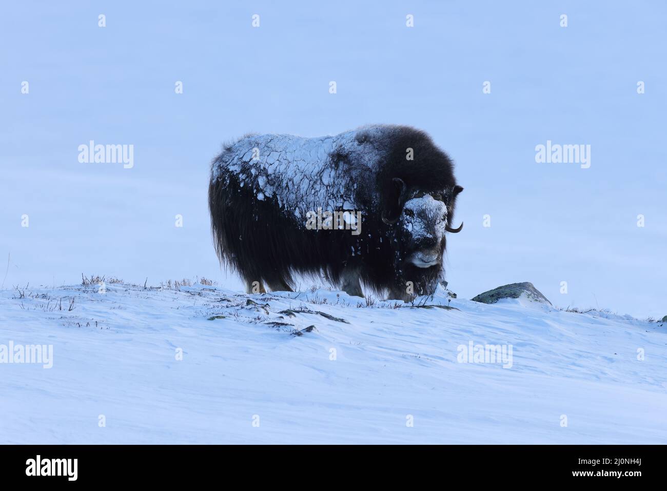 Musk ox alaska winter storm hi-res stock photography and images - Alamy