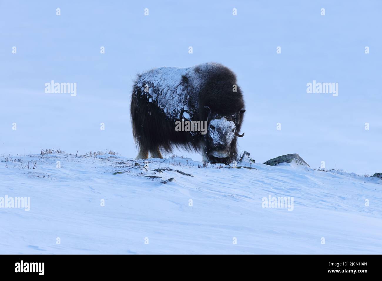 Musk ox alaska winter storm hi-res stock photography and images - Alamy
