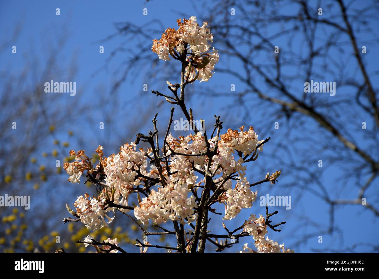 Kastrup/Denmark/.20 March 2022/Cherry blooms show springs sign in ...