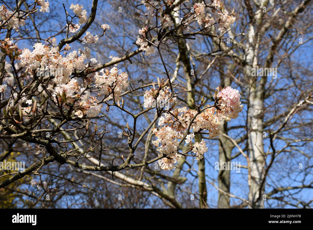 Kastrup/Denmark/.20 March 2022/Cherry blooms show springs sign in ...