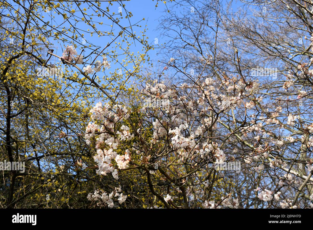 Kastrup/Denmark/.20 March 2022/Cherry blooms show springs sign in ...