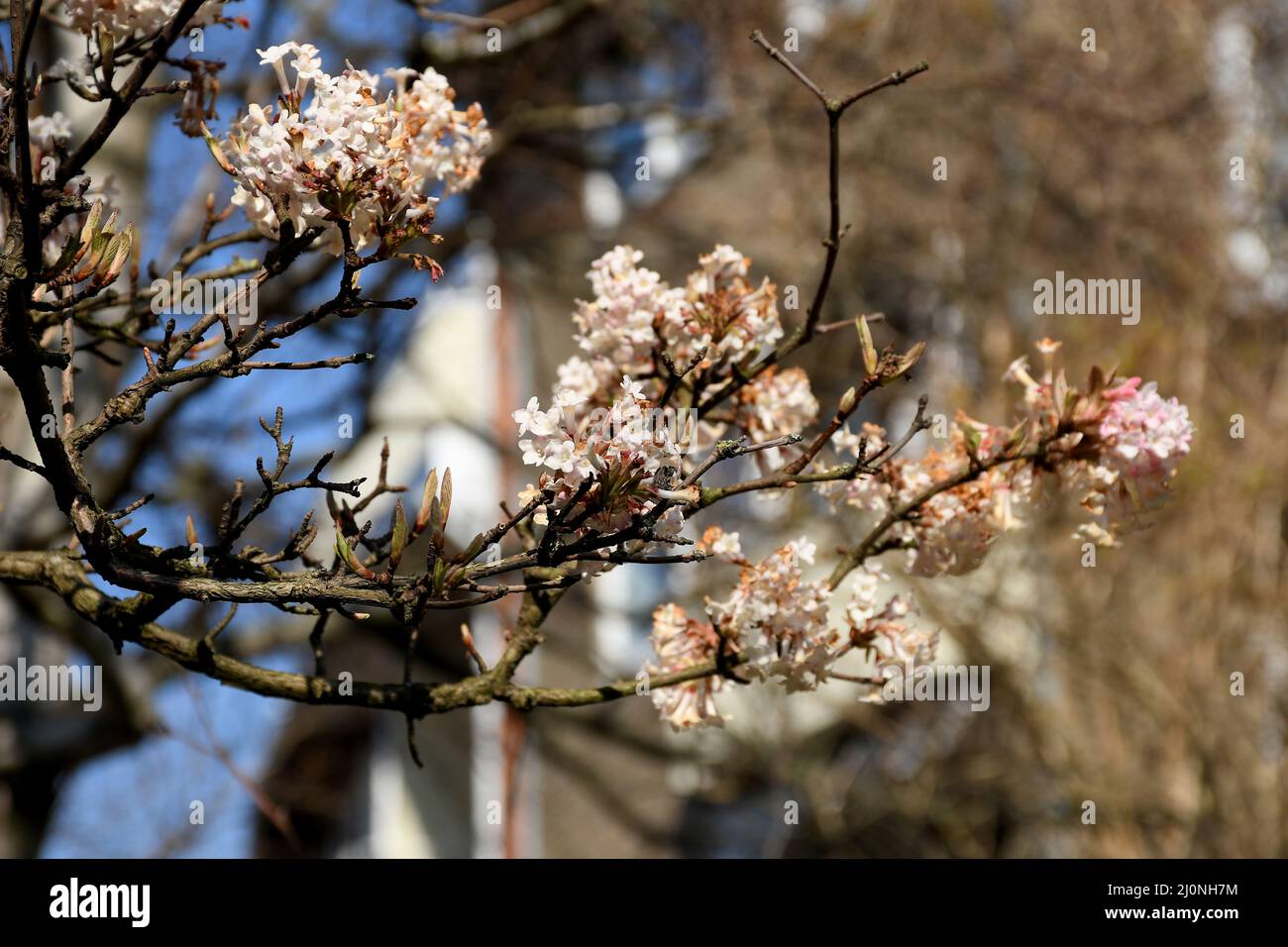 Kastrup/Denmark/.20 March 2022/Cherry blooms show springs sign in ...