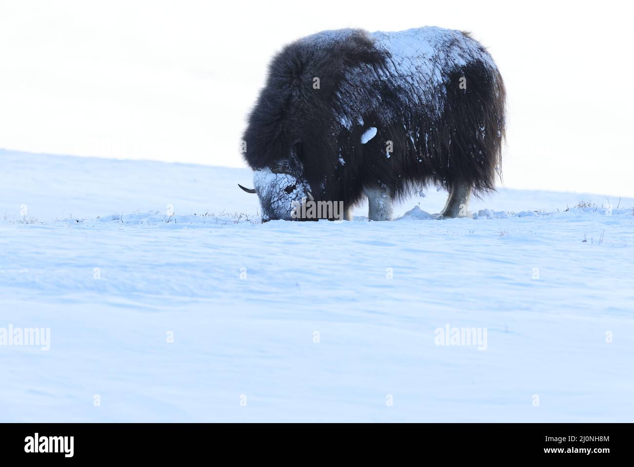 Musk ox alaska winter storm hi-res stock photography and images - Alamy