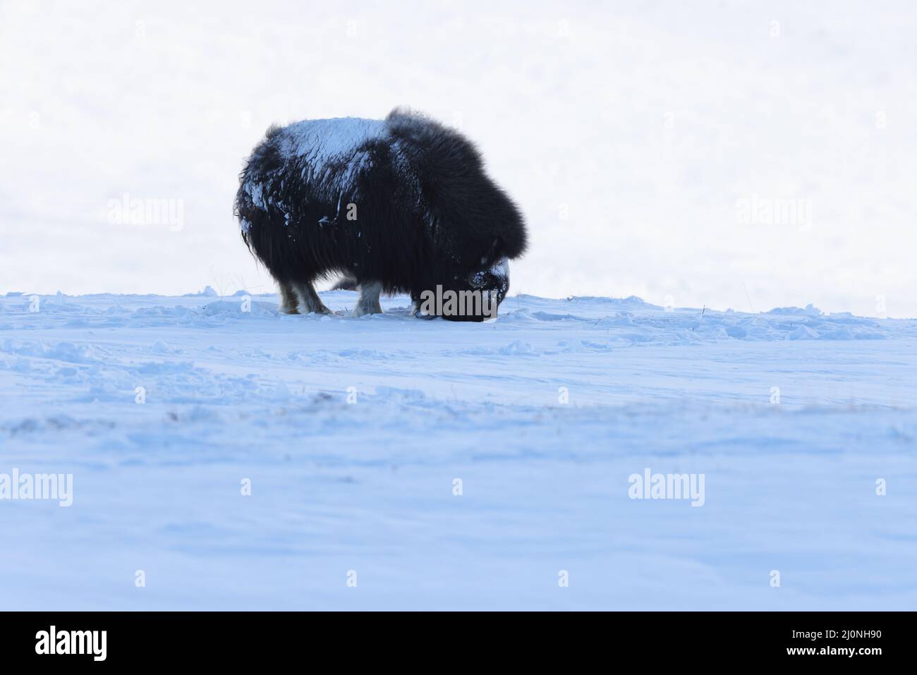 Musk ox alaska winter storm hi-res stock photography and images - Alamy