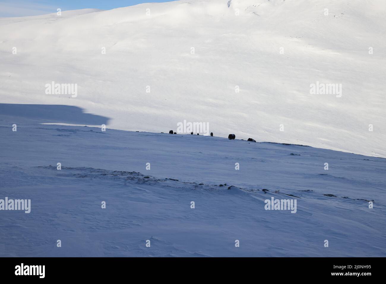 Musk ox alaska winter storm hi-res stock photography and images - Alamy