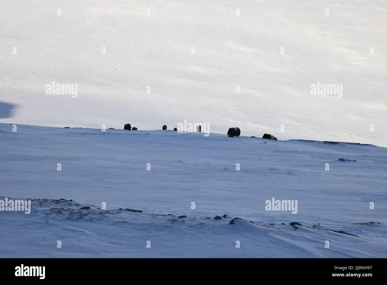 Musk ox alaska winter storm hi-res stock photography and images - Alamy