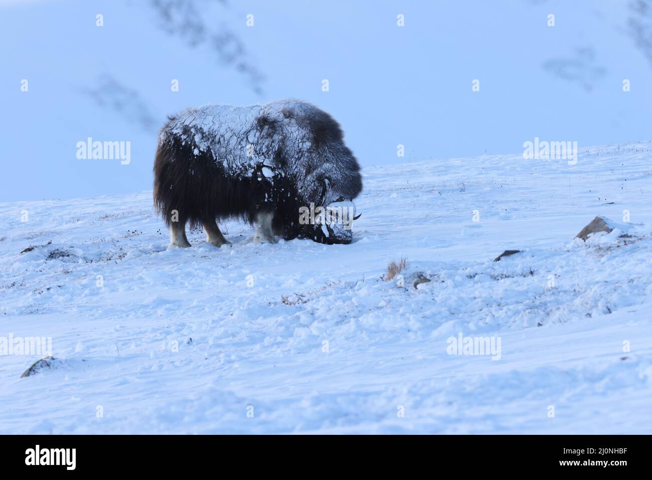 Musk ox alaska winter storm hi-res stock photography and images - Alamy