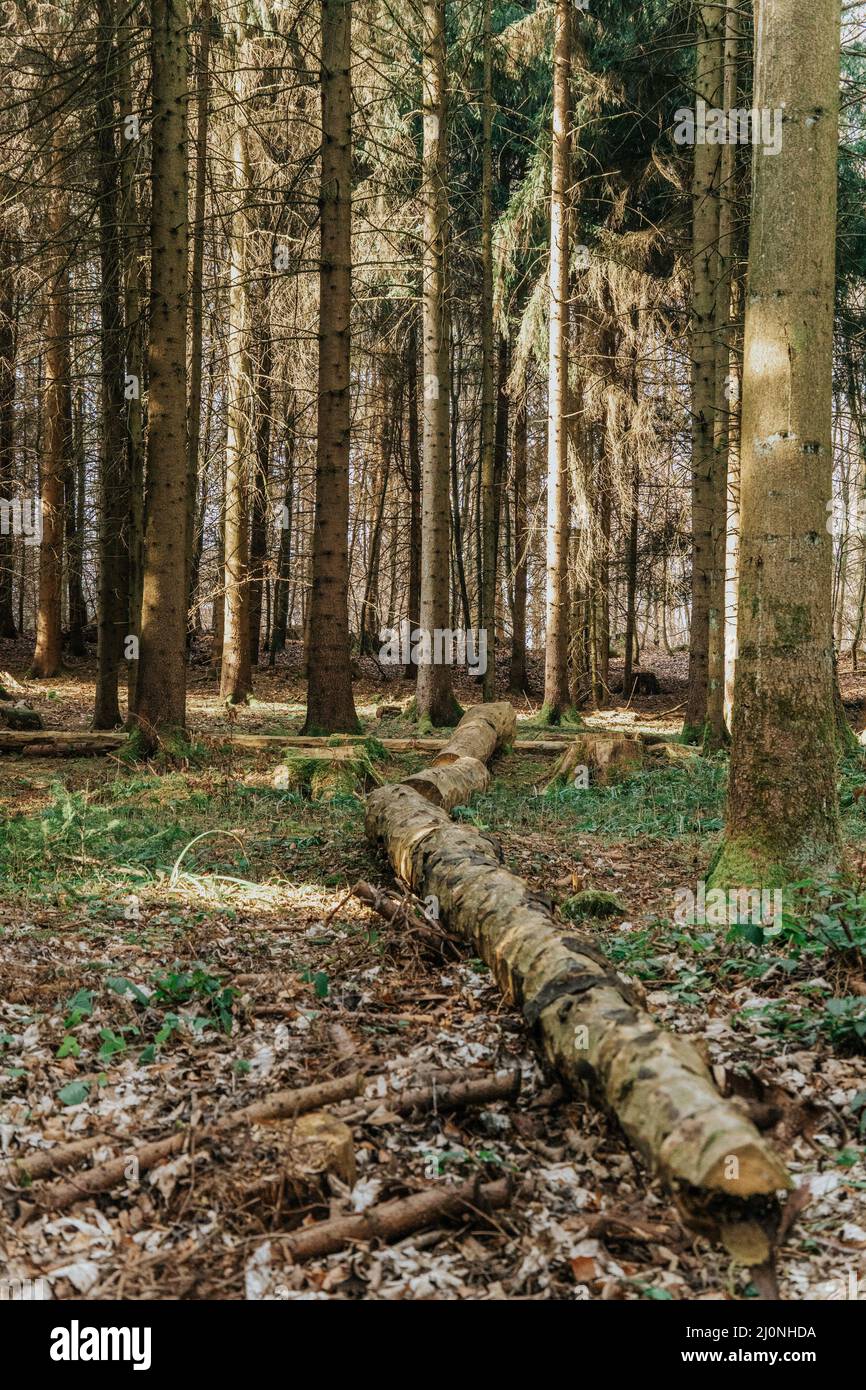 Vertical shot of a felled tree in the forest in Switzerland Stock Photo ...