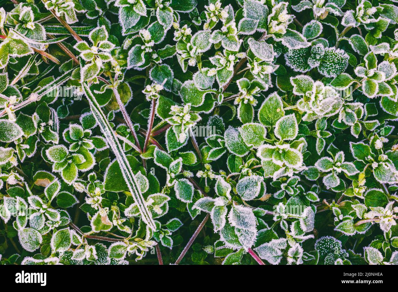 Green grass leaves covered with frost on a cold autumn morning, a close ...