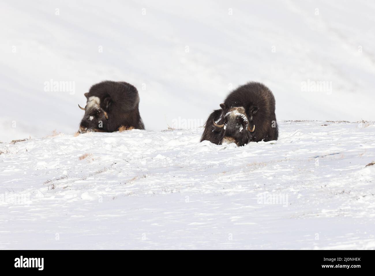 Musk ox alaska winter storm hi-res stock photography and images - Alamy