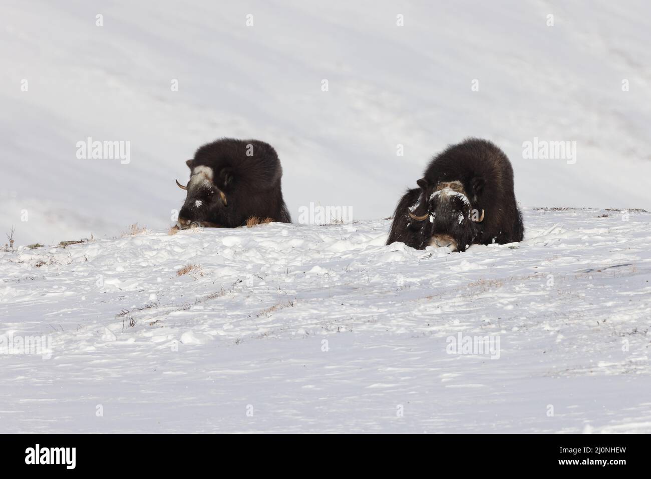 Musk ox alaska winter storm hi-res stock photography and images - Alamy