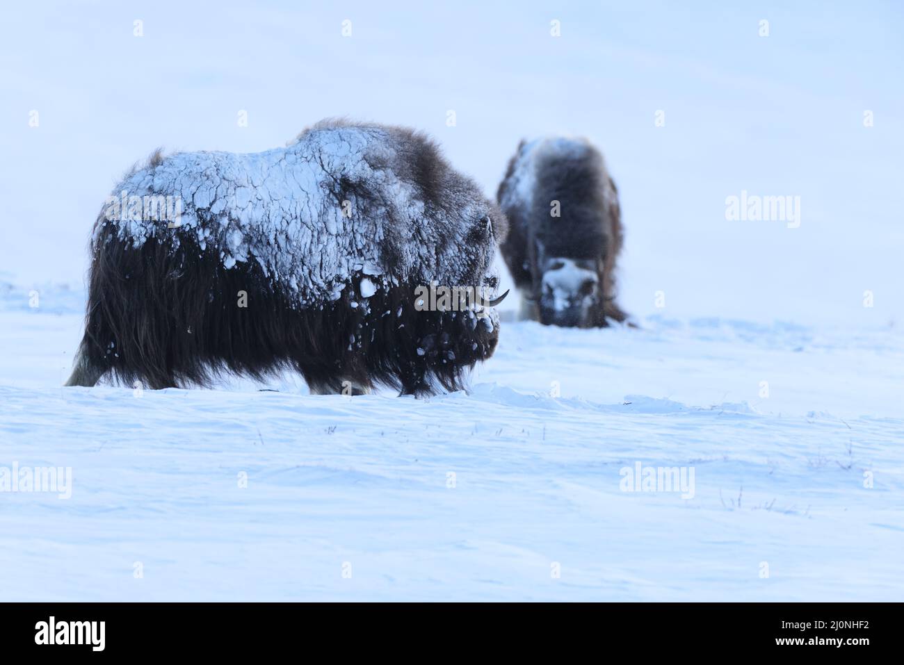 Musk ox alaska winter storm hi-res stock photography and images - Alamy