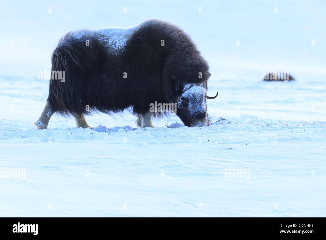 Wild Musk Ox in winter mountains in Norway, Dovrefjell national park ...