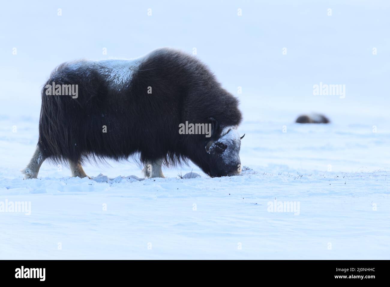 Musk ox alaska winter storm hi-res stock photography and images - Alamy
